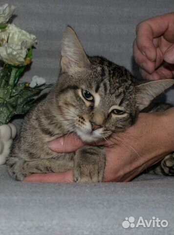 Котёнок Павлик Метёлкин ищет дом