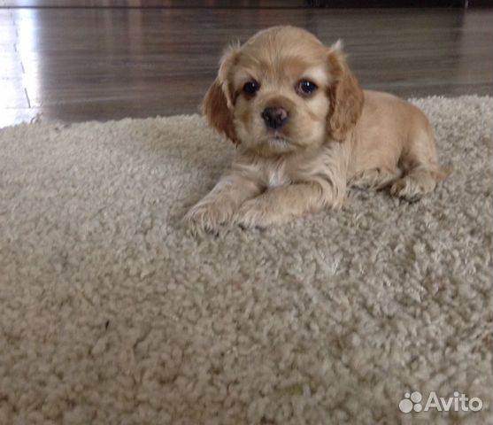 Американские кокерята