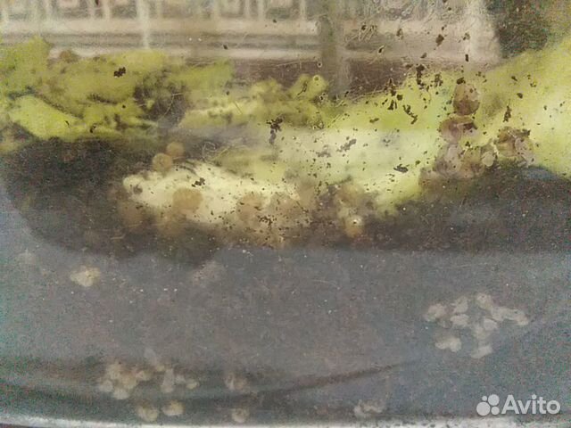 Улитки ахатины