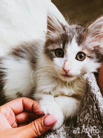 Котёнок, который хочет жить