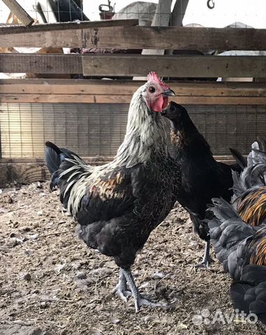 Петухи молодые шведиш айсбарс