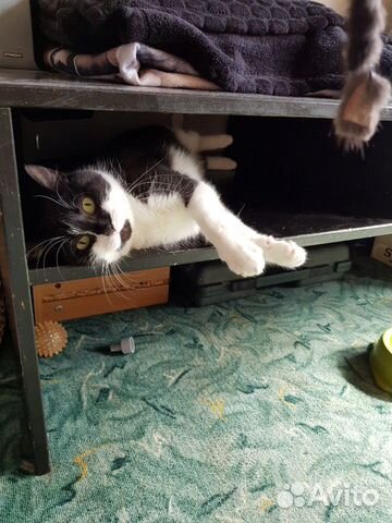 Кошка