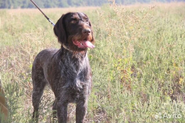 Щенки Дойч Дратхаар