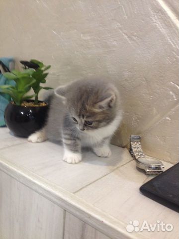 Шотландский котенок