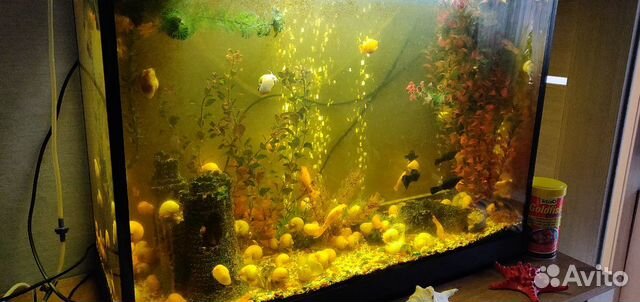 Аквариум ссб Аква 100 л, полный комплект с рыбками