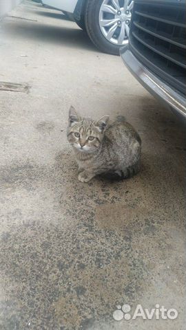 Котята в дар. Спасем малышей