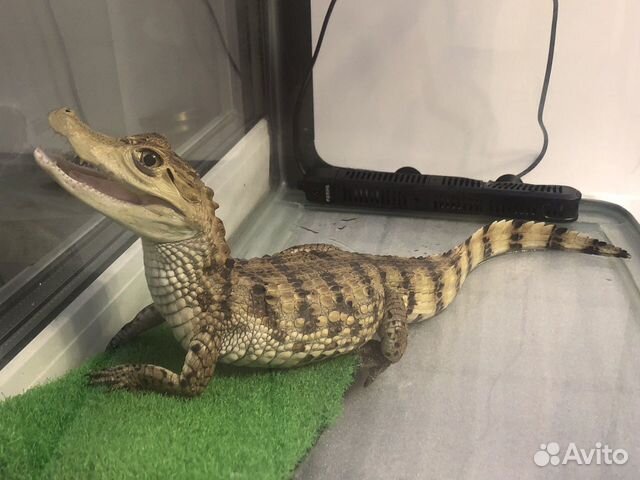 Крокодил малолетний