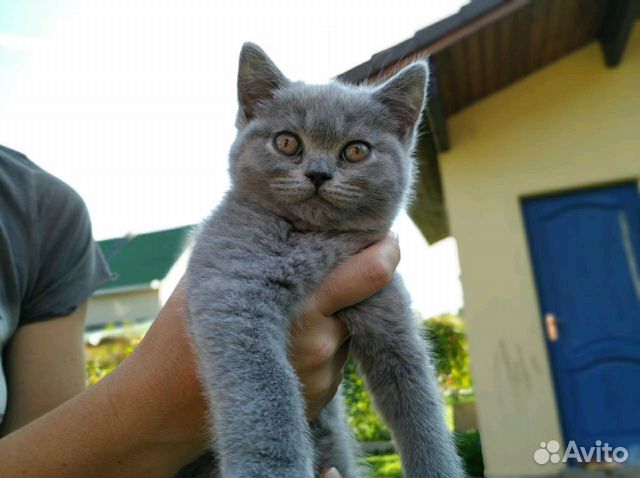 Котёнок Британской короткошёрстной