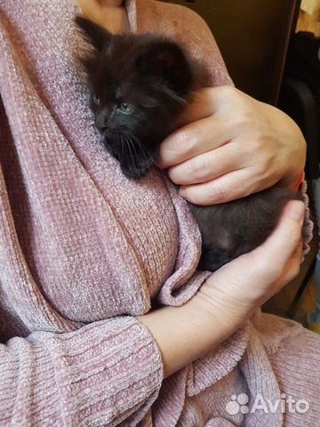 Котята