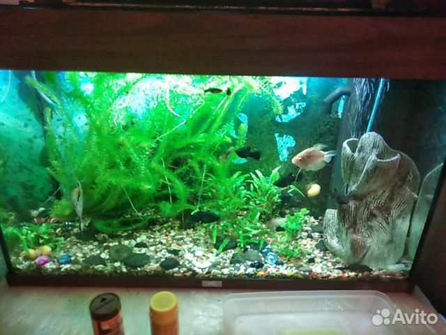 Аквариум со всем содержимым