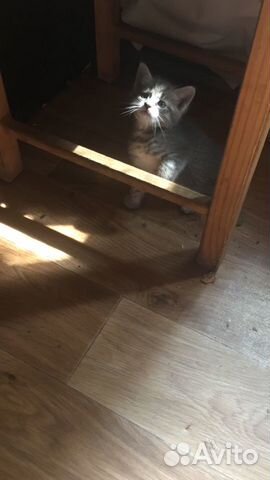 Потомственные дворяне