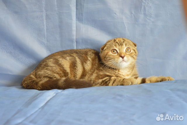 Просто картинка, обаятельная шоколадная черепашка