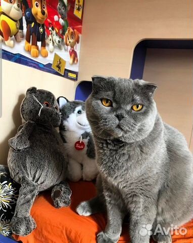 Шотландский вислоухий кот