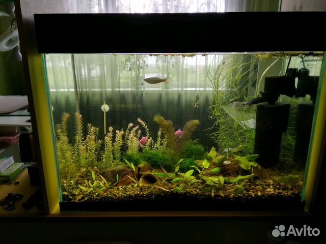 Наполнение аквариума