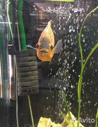 Астронотус рыбки аквариум