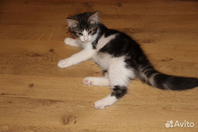 Малышка Пушенька ищет дом