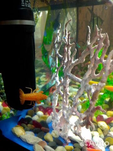 Рак Флоридский