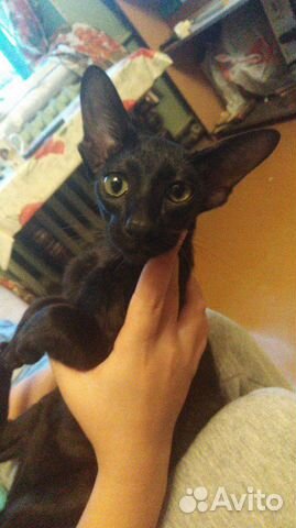 Кошечка ори