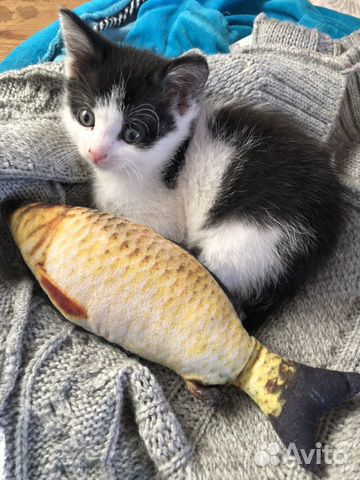 Котейка 1 месяц Аврора