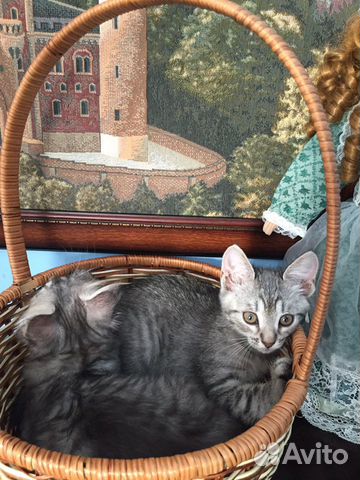 Котята, котёнок