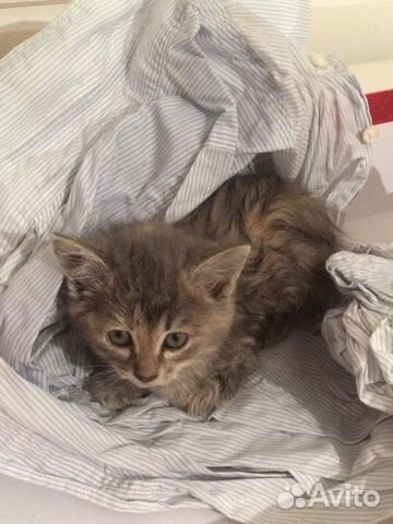 Кошечка 1,5 мес