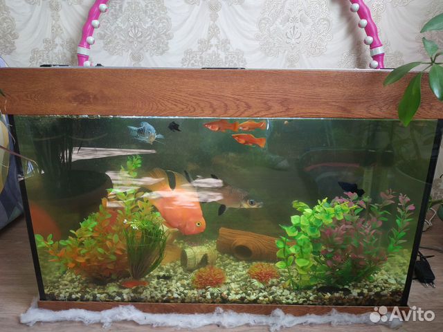 Аквариум с рыбами