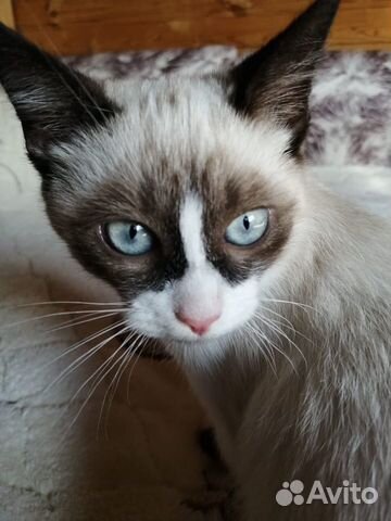 Кошечка в добрые руки