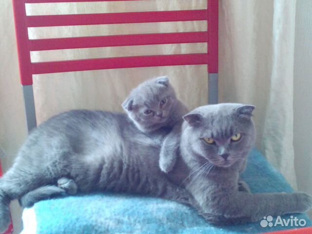 Котенок британец