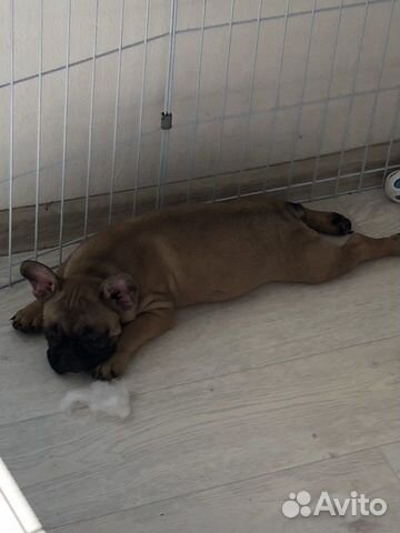 Девчонки Француженки