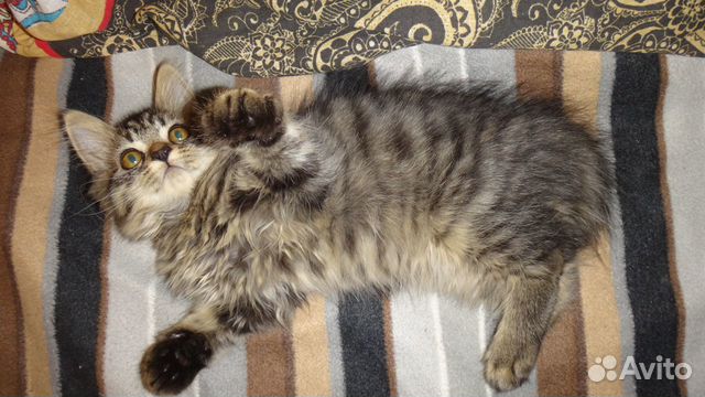 Полосатый милый малыш