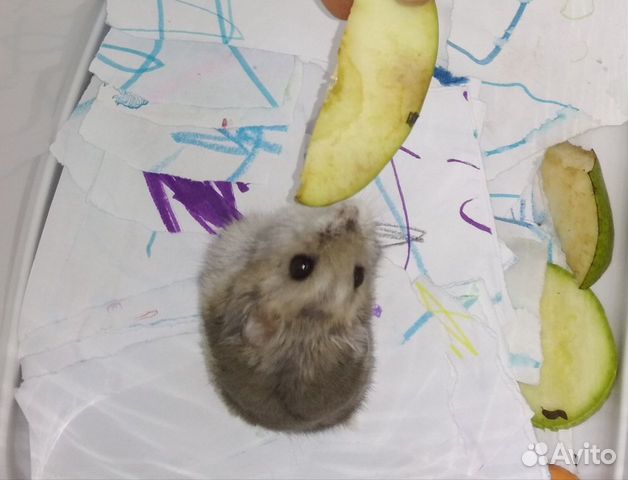 Хомяк