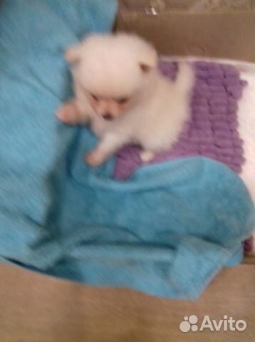 Шпиц медвежонок мальчик 1 месяц