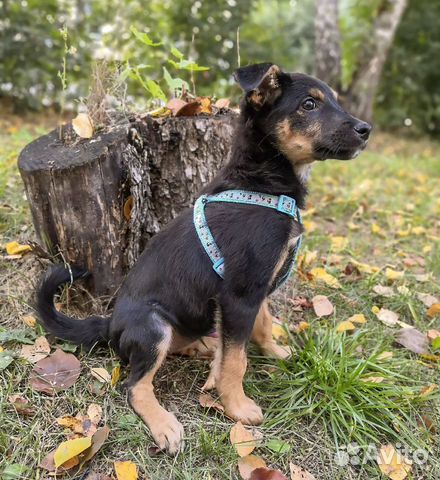 Щенок Рика 3 мес. Привита. Стерилизована. Привезем