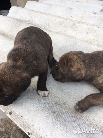 Щенки Стаффордшира