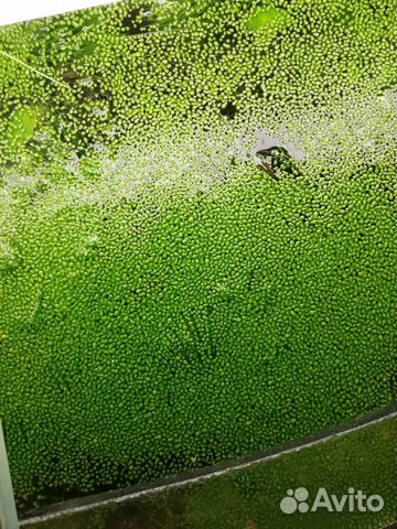 Вольфия.Роголистник. Песчанник