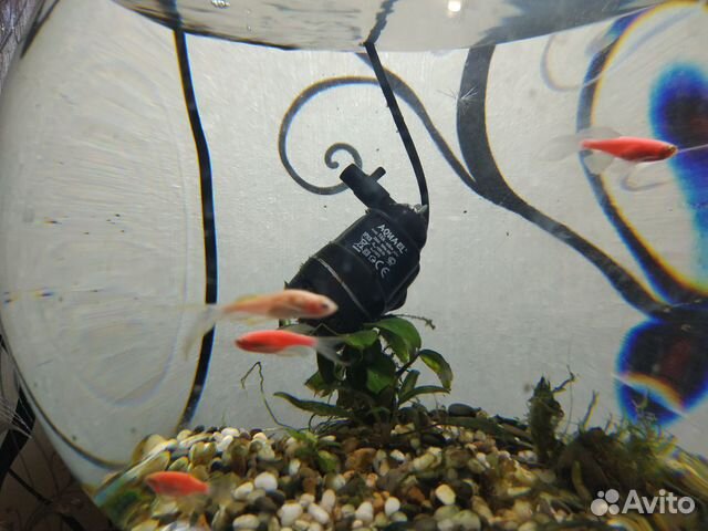 Данил розовый бесплатно