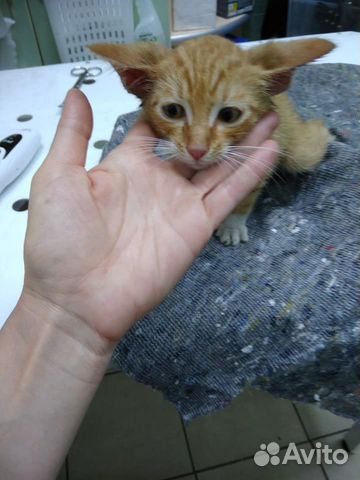 Котенок Кузя, 2 мес, в добрые руки