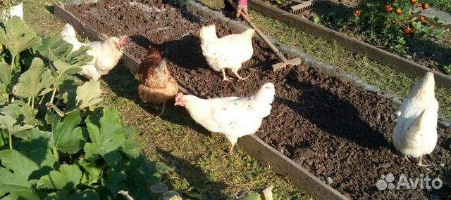 Куры-несушки