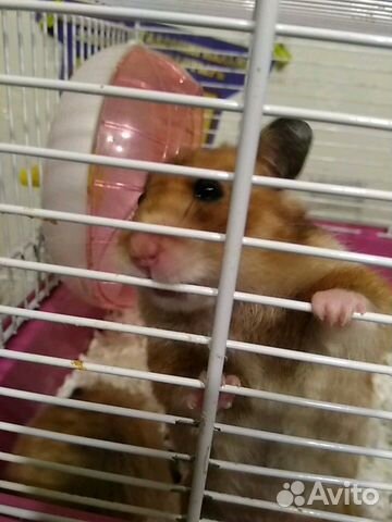 Хомки элита