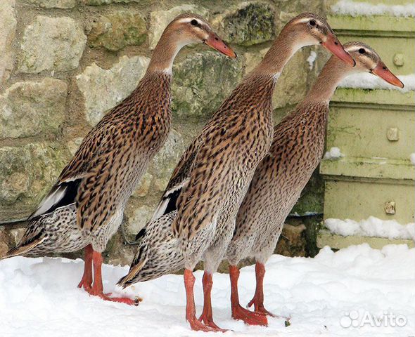 Утка индийский бегунок, итальянские гуси