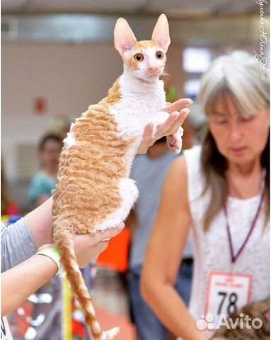 Лучший Котенок Корниш рекс