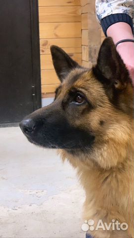Отдам немецкую овчарку. Девочка