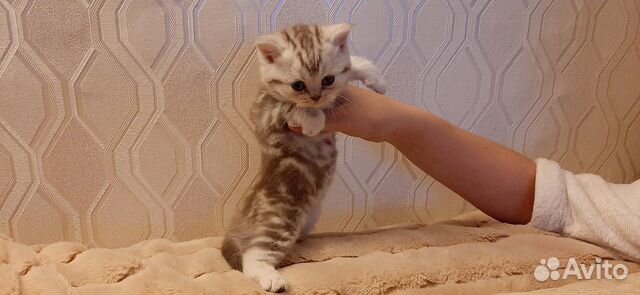 Котенок шотландской породы