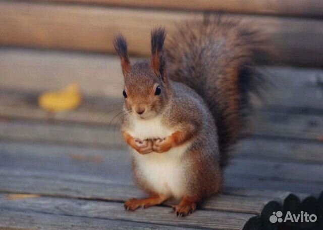 Белка обыкновенная