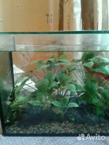 Водоросли анубиас