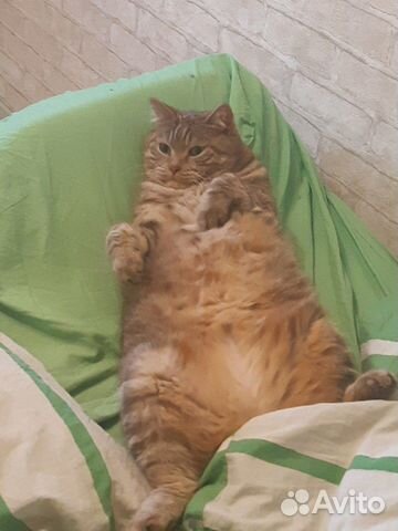 Отдам котика