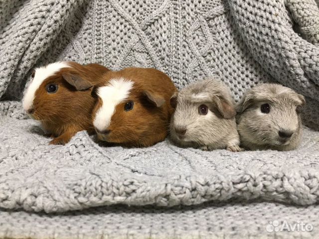 Морские свинки мальчики американский крестед и цве