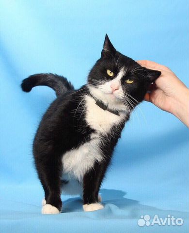 Кошка Хрюня,третий год ищет дом