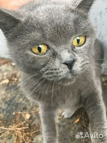 Отдам кошку британку Потеряшка