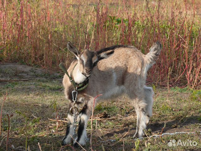 Альпийский козлик